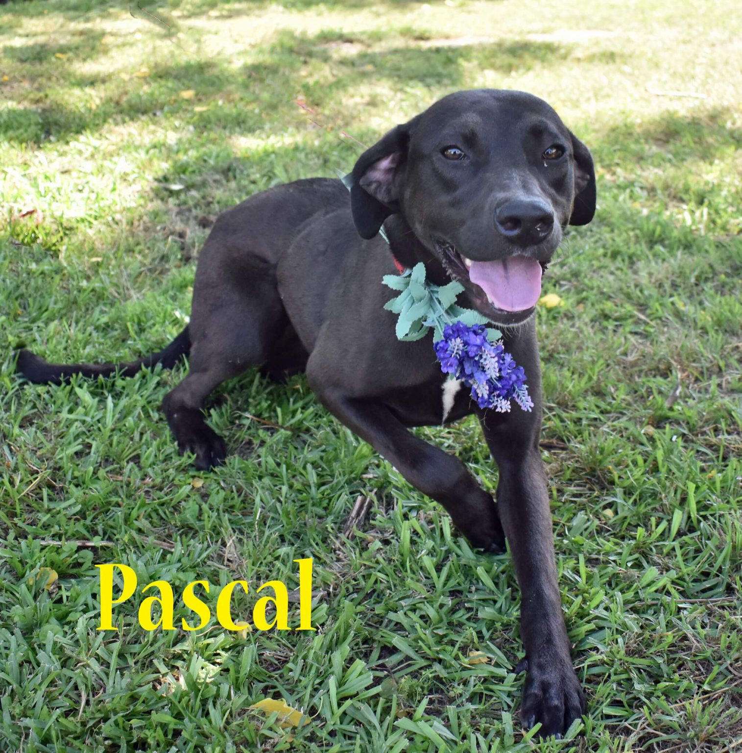 Humane Society Adoption Center of Monroe, inc. In Monroe, La